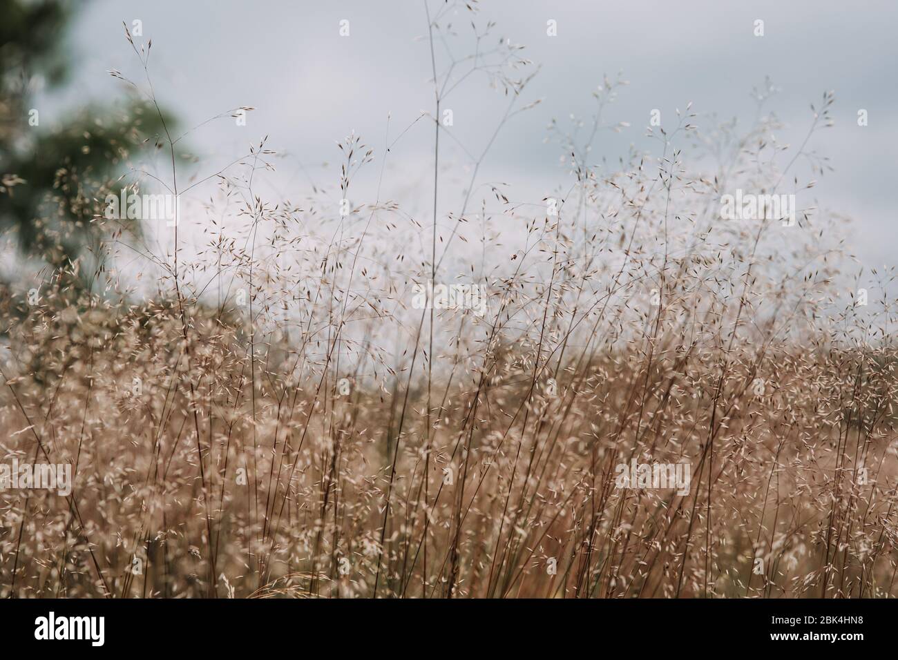 Nature in autom hi-res stock photography and images - Alamy