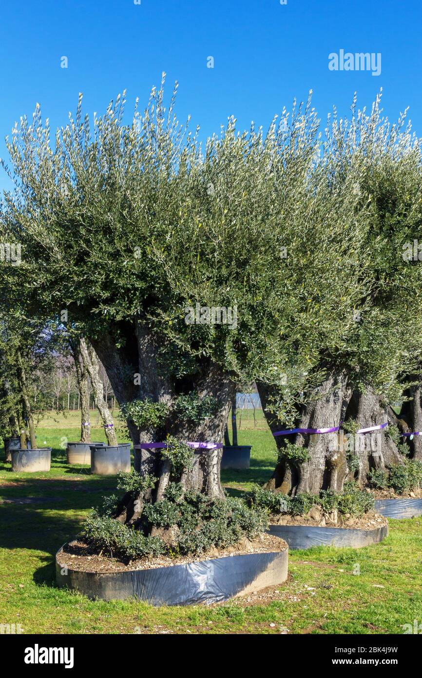 Olive trees in pot for sale. Decorative olive trees with offered for ...
