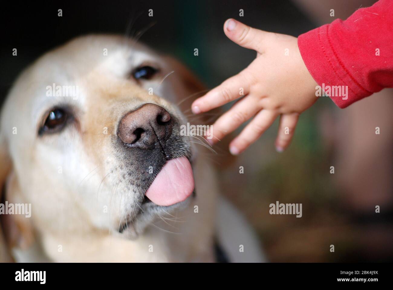 Therapiehund hi-res stock photography and images - Alamy