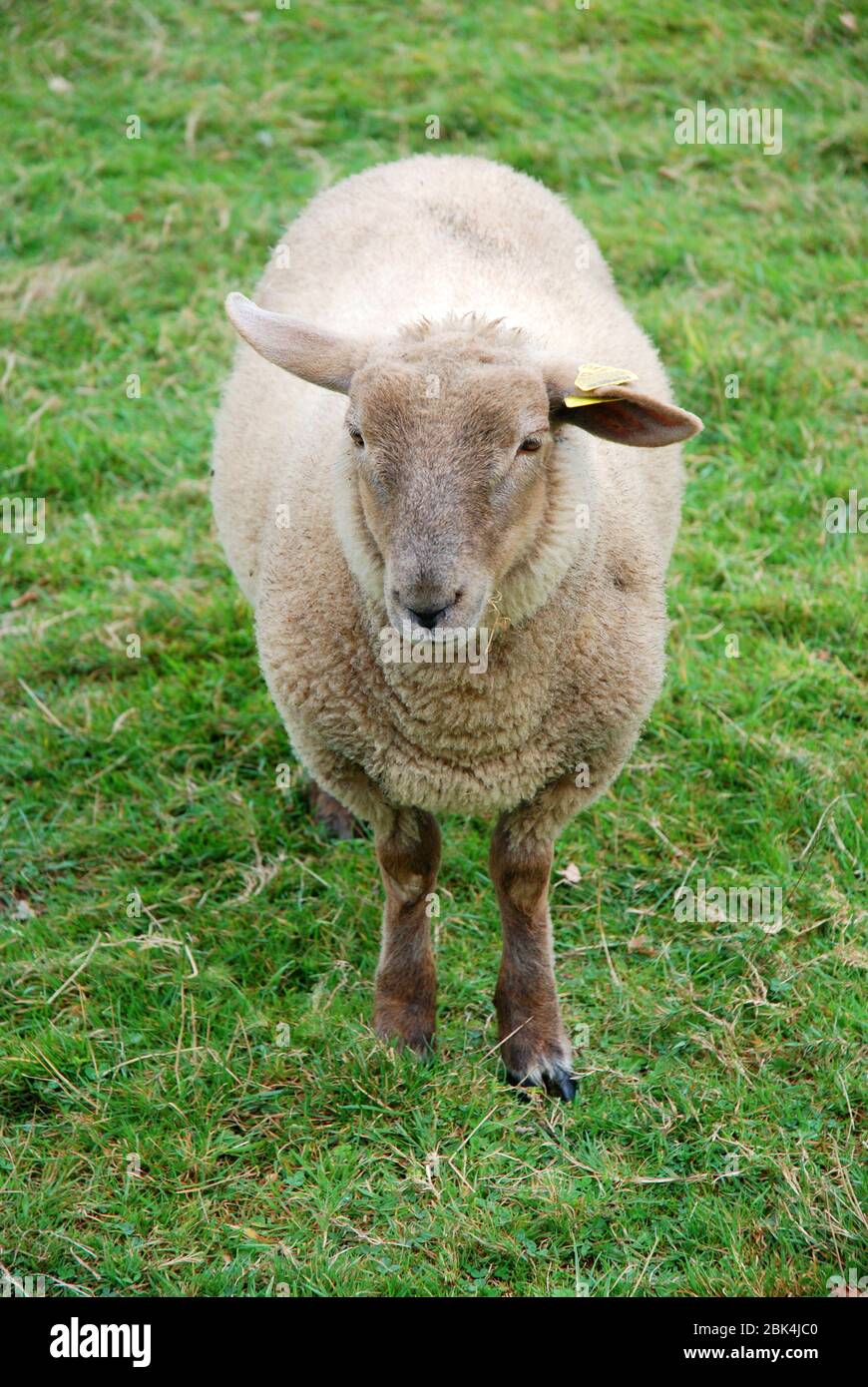 single Sheep on the green Stock Photo - Alamy