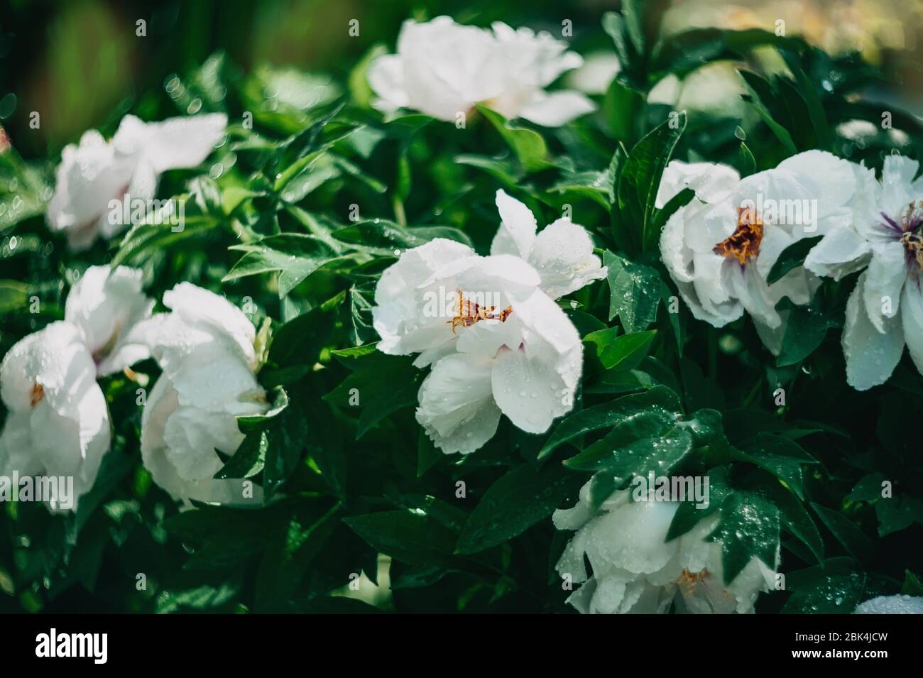 Yellow Tree Peony High Resolution Stock Photography and Images - Alamy