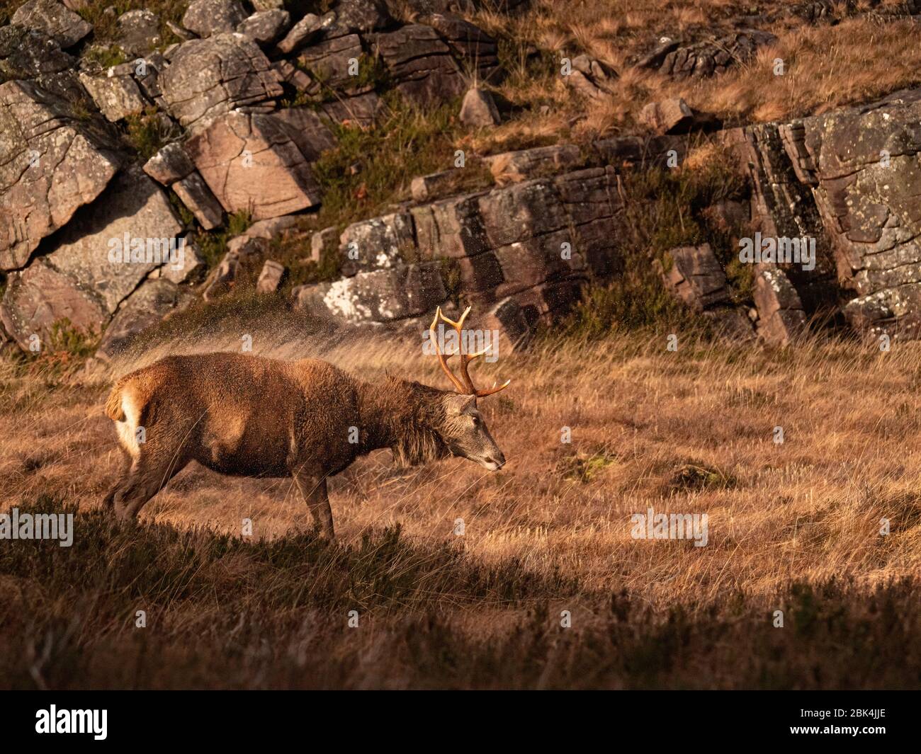 Red Deer Stag Stock Photo - Alamy
