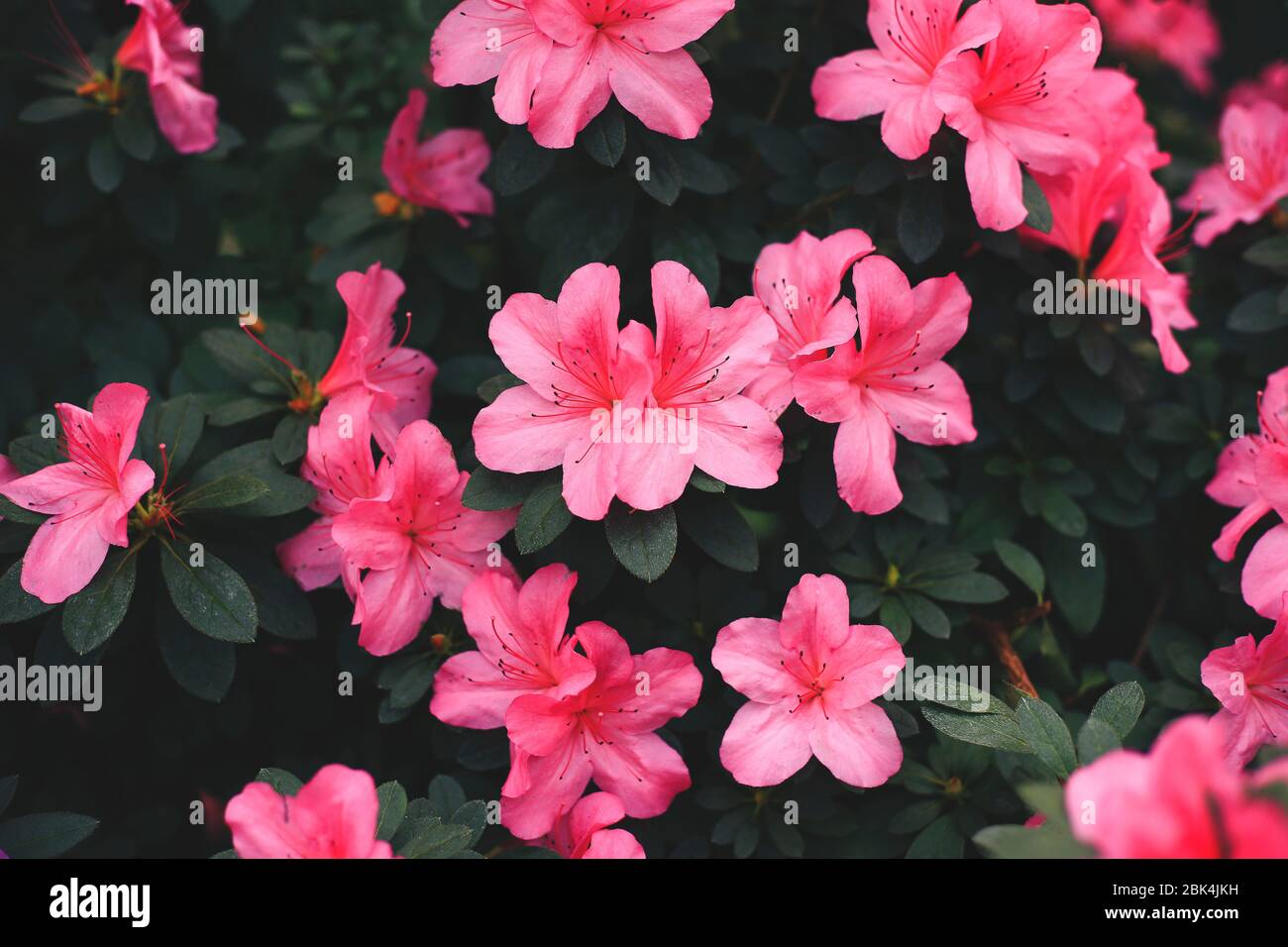 Azalea, beautiful flower blossom in a park. Flower background Stock ...