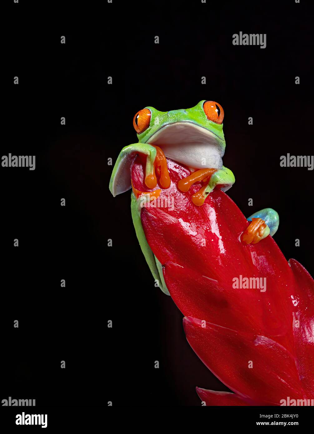 Red Eyed Tree from Stock Photo - Alamy