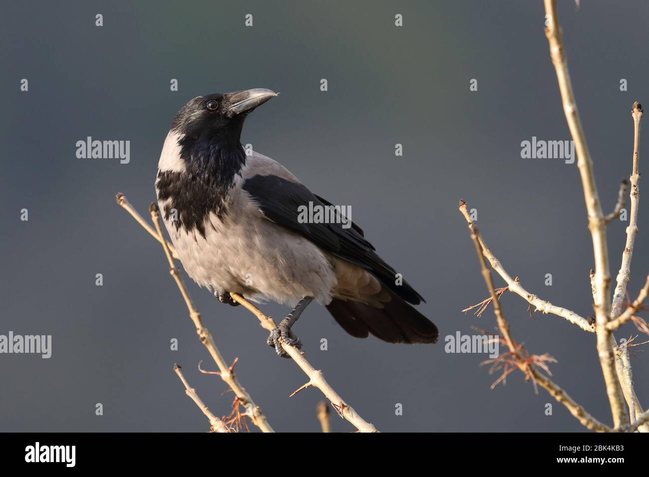 Hooded crow scotland hi-res stock photography and images - Alamy