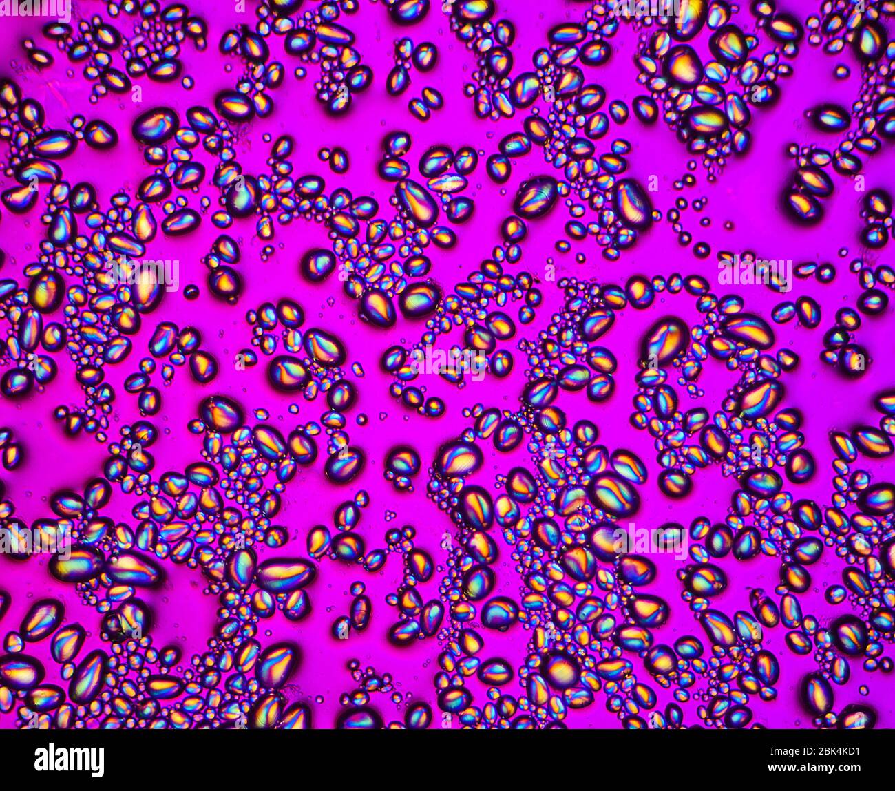 Light microscopy hi-res stock photography and images - Alamy