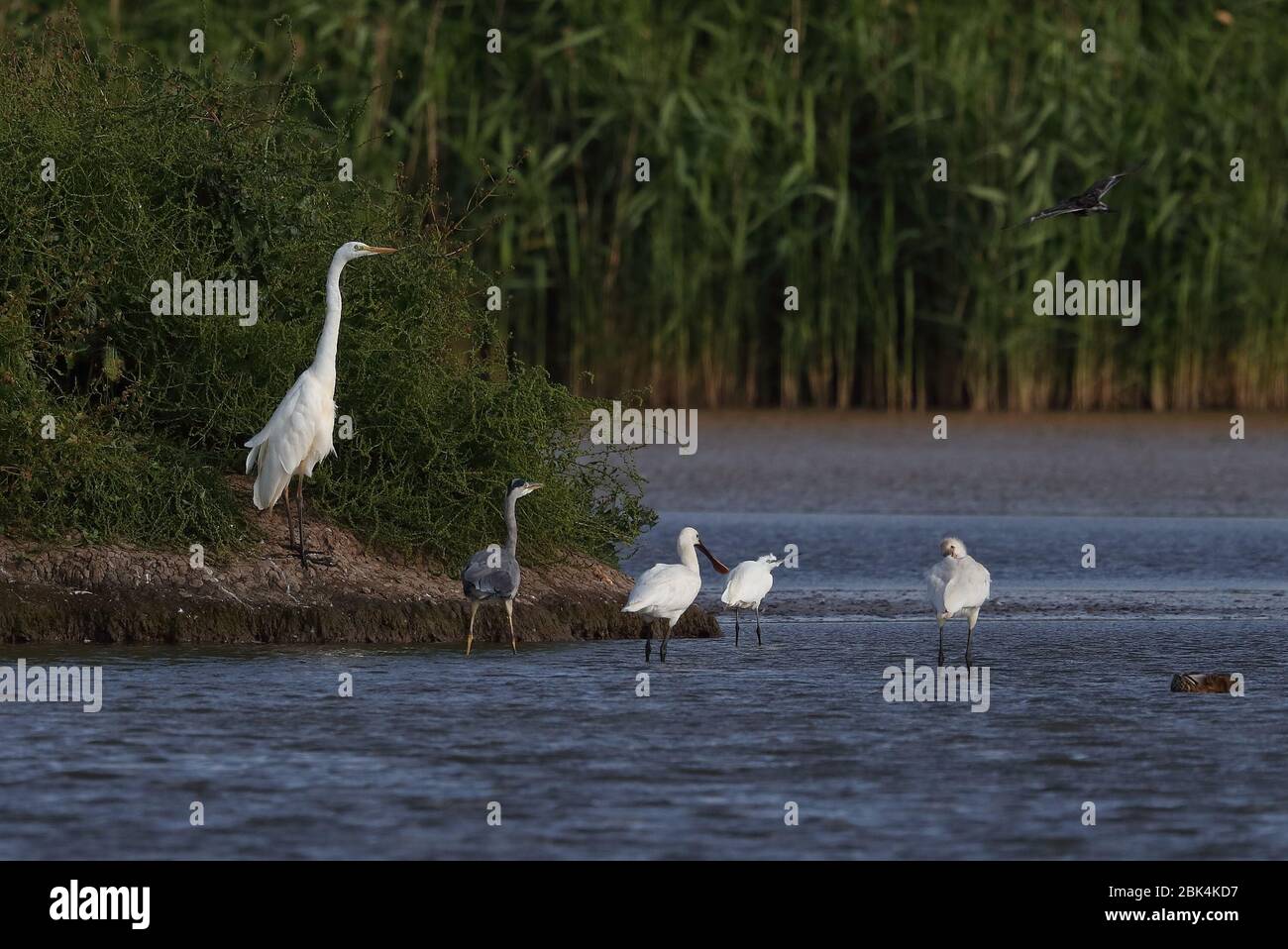 Flock of Egrets Stock Photo - Alamy