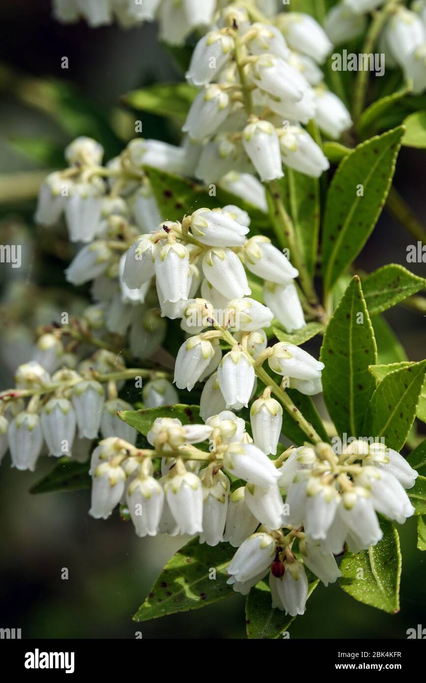 Dwarf Japanese Andromeda Pieris japonica var. yakushimensis 'Prelude ...