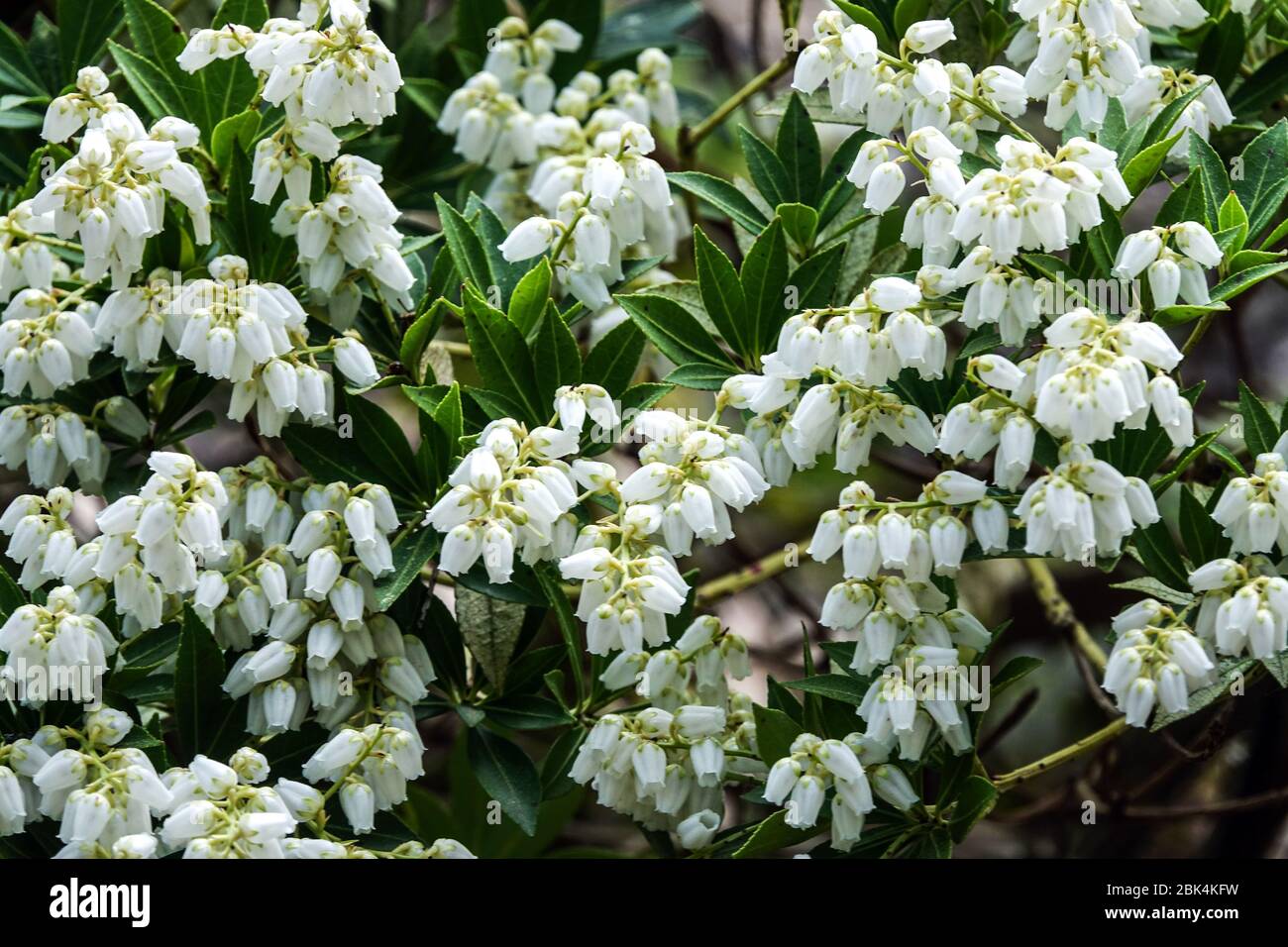 Dwarf japanese andromeda hi-res stock photography and images - Alamy