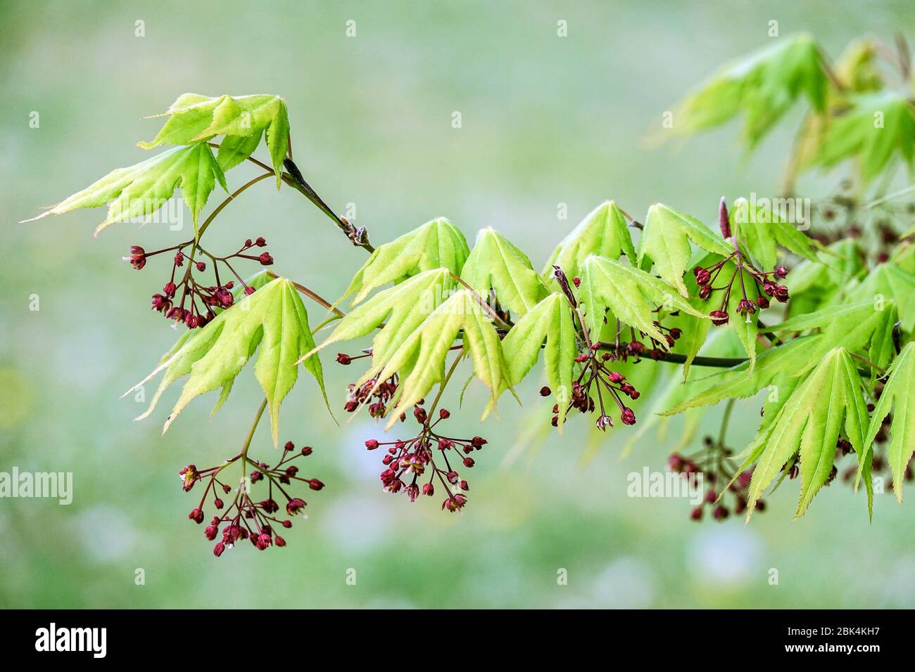 Maple Acer palmatum flowers young leaves, blossoms Stock Photo - Alamy