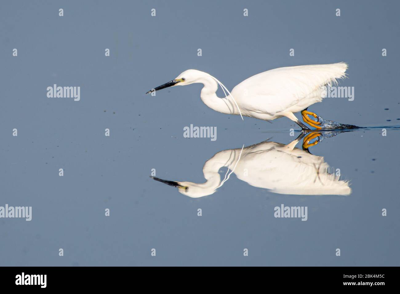 A beautiful and elegant white little egret bird fishes in a lake with ...