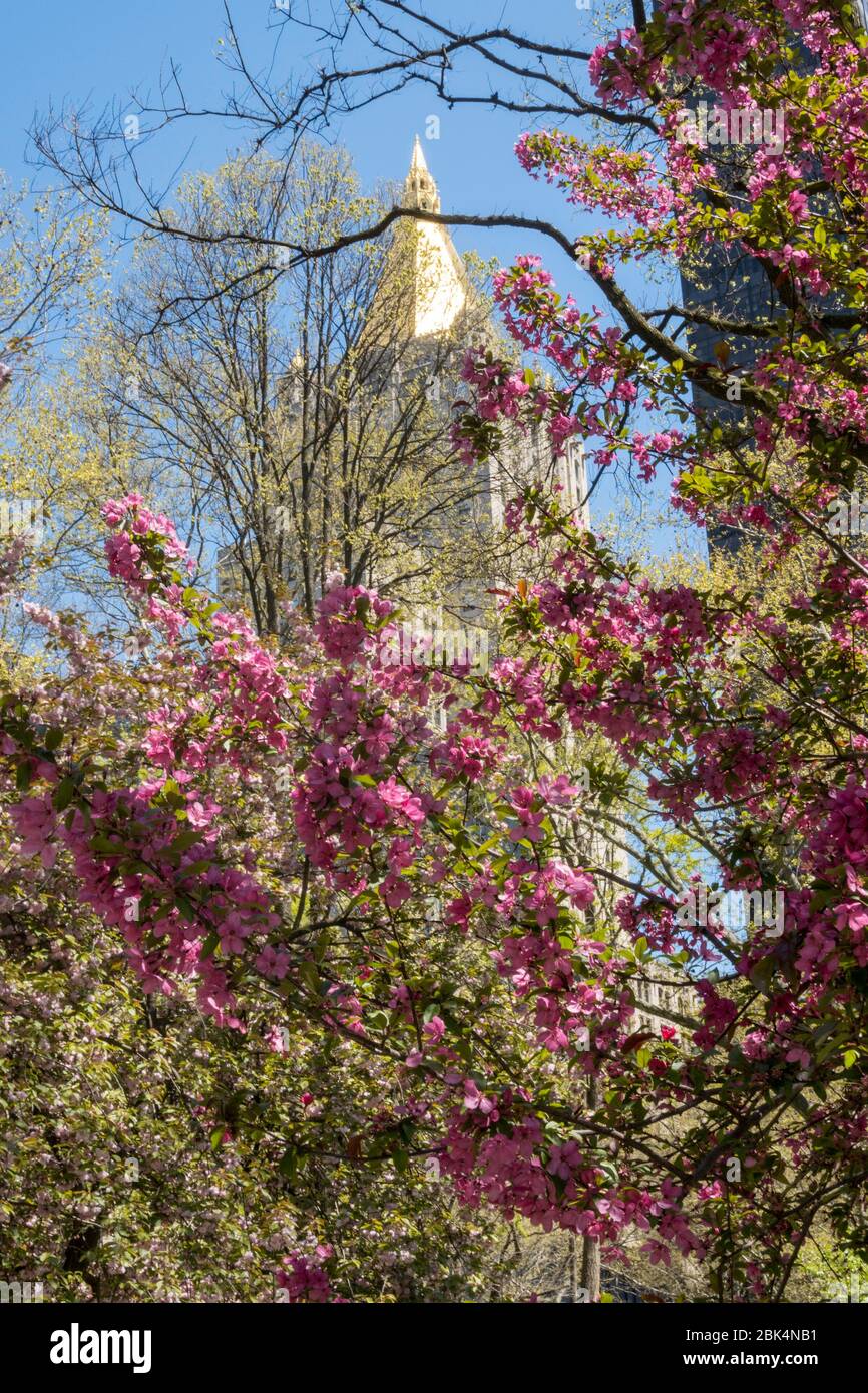 Spring Day, Madison Square Park, and New York Life Tower, NYC, USA ...