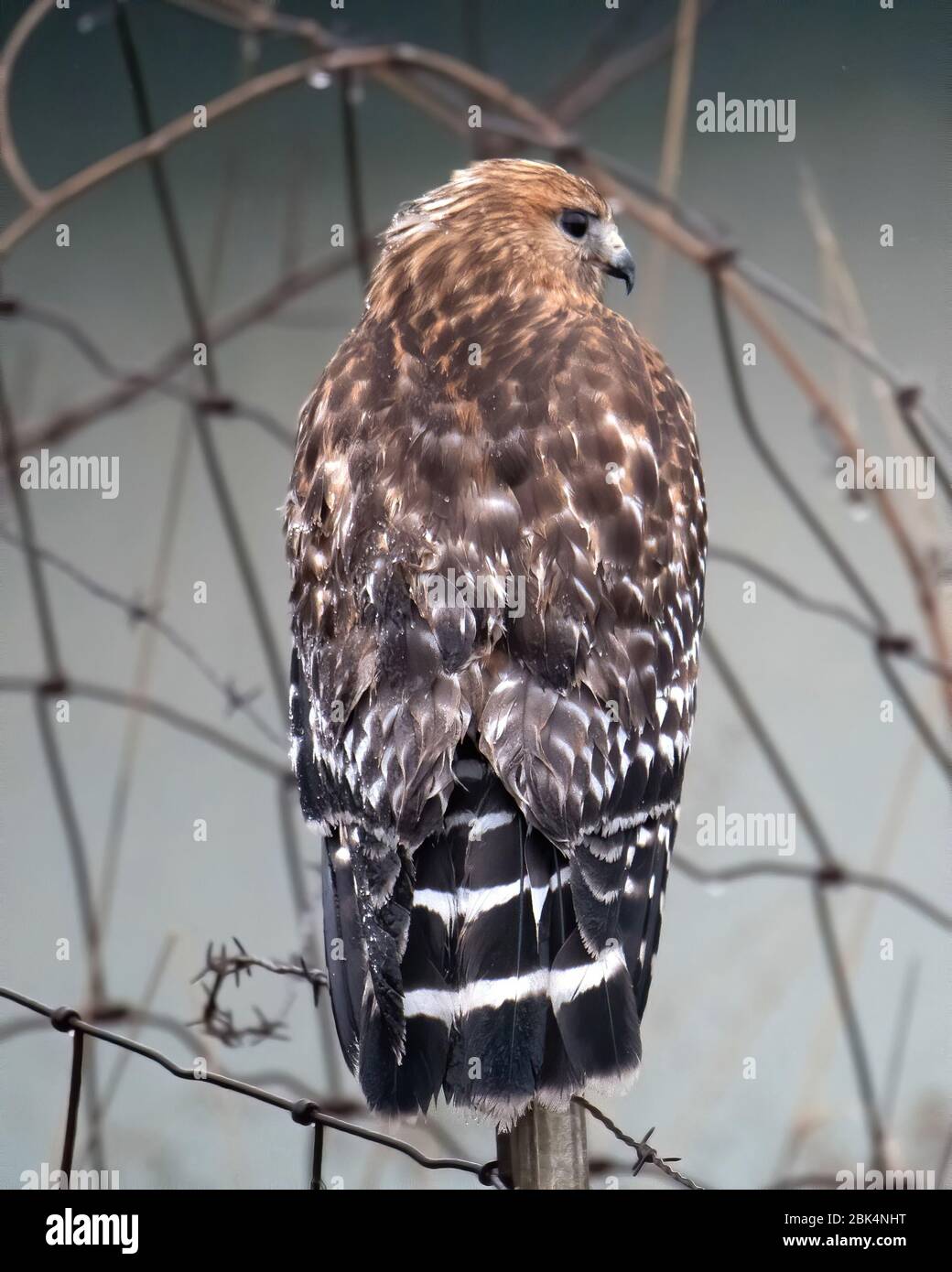 Hawk sitting on a pole with branches and barbed wire in the background ...