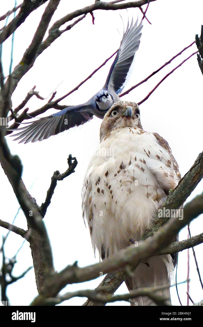 Hawk perched high on a tree branch being mobbed by an aggressive blue ...