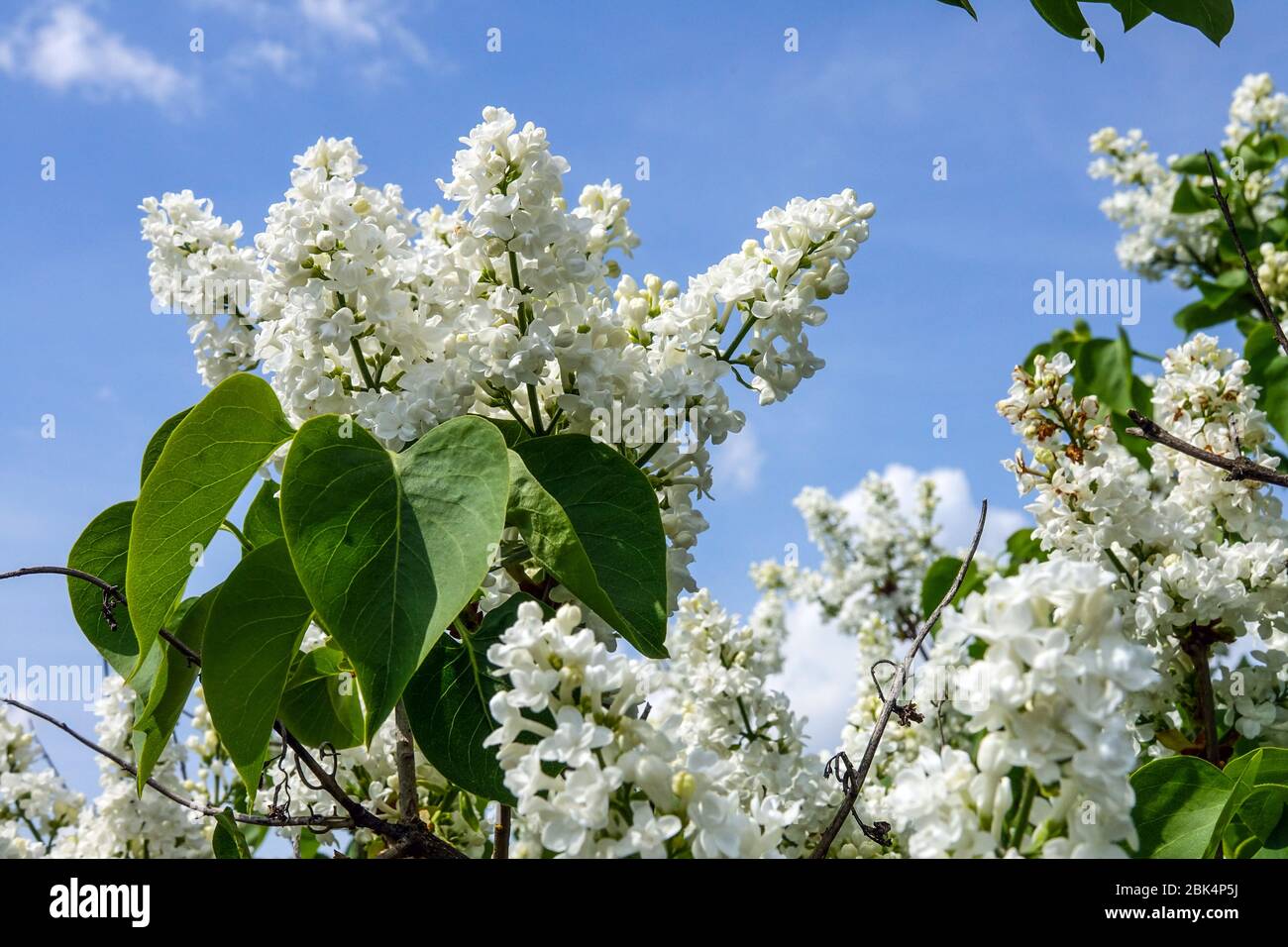 French Lilac Syringa vulgaris 'Madame Lemoine' Stock Photo - Alamy French Lilac Syringa vulgaris 'Madame Lemoine' Stock Photo - Alamy