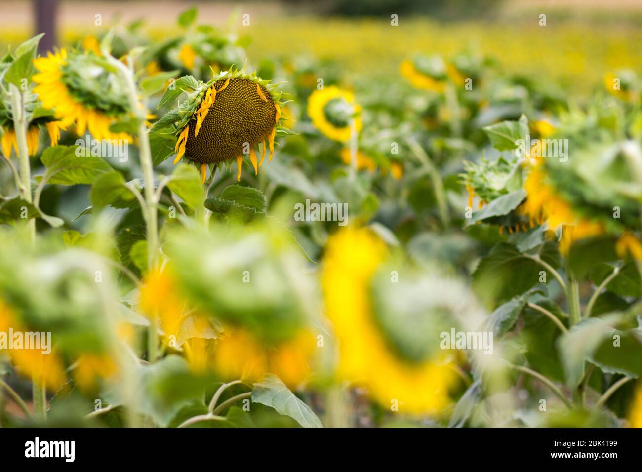 Facing opposite direction hi-res stock photography and images - Alamy