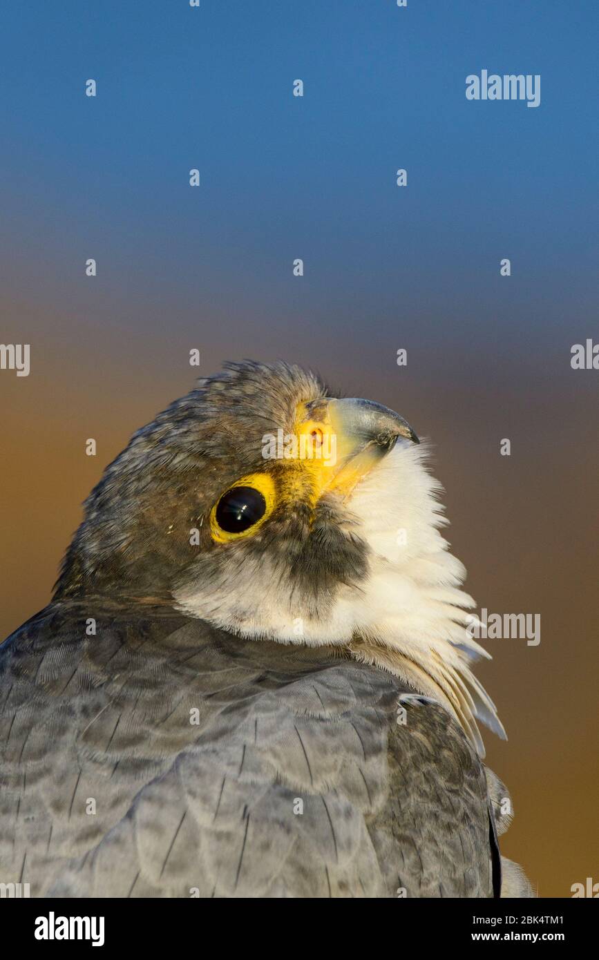 A northern peregrine falcon (Falco peregrinus calidus) close up ...