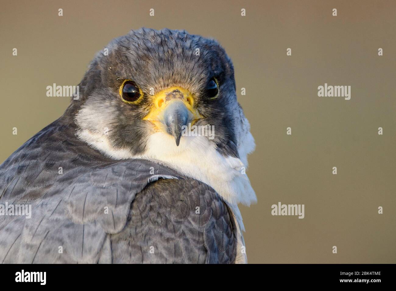 Calidus bird hi-res stock photography and images - Alamy
