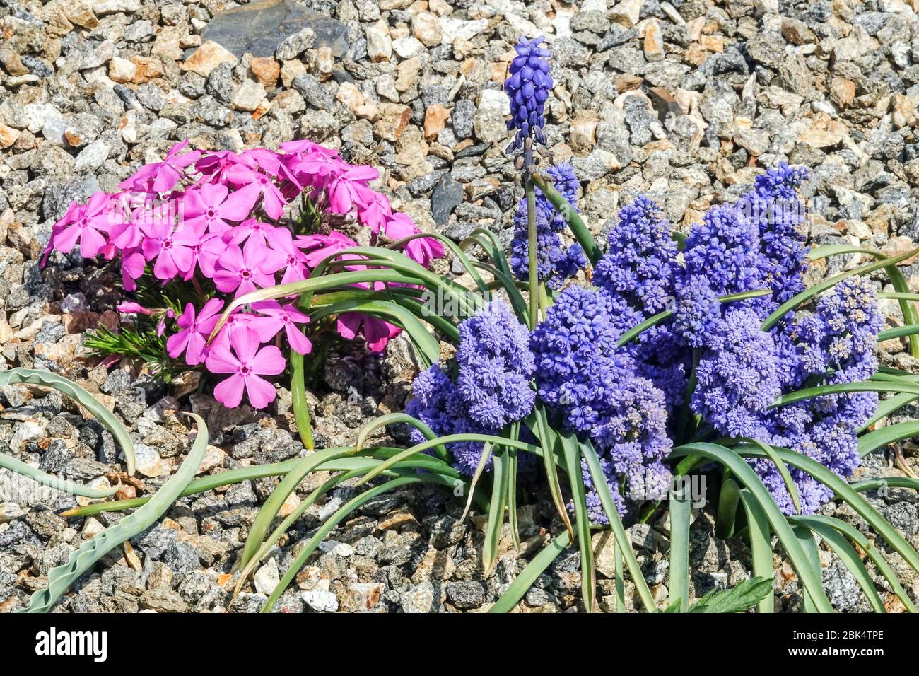Grape Hyacinth Muscari armeniacum 'Blue Spike' Creeping Phlox gravel ...