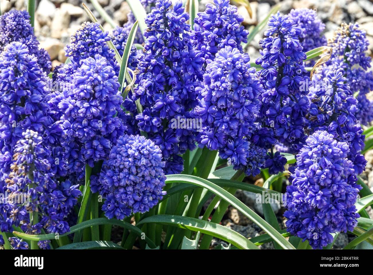 Grape Hyacinth Blue Muscari armeniacum 'Blue Spike' april flowers Stock ...