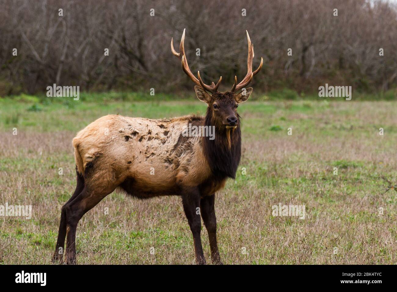 Roosevelt elk california beach hi-res stock photography and images - Alamy