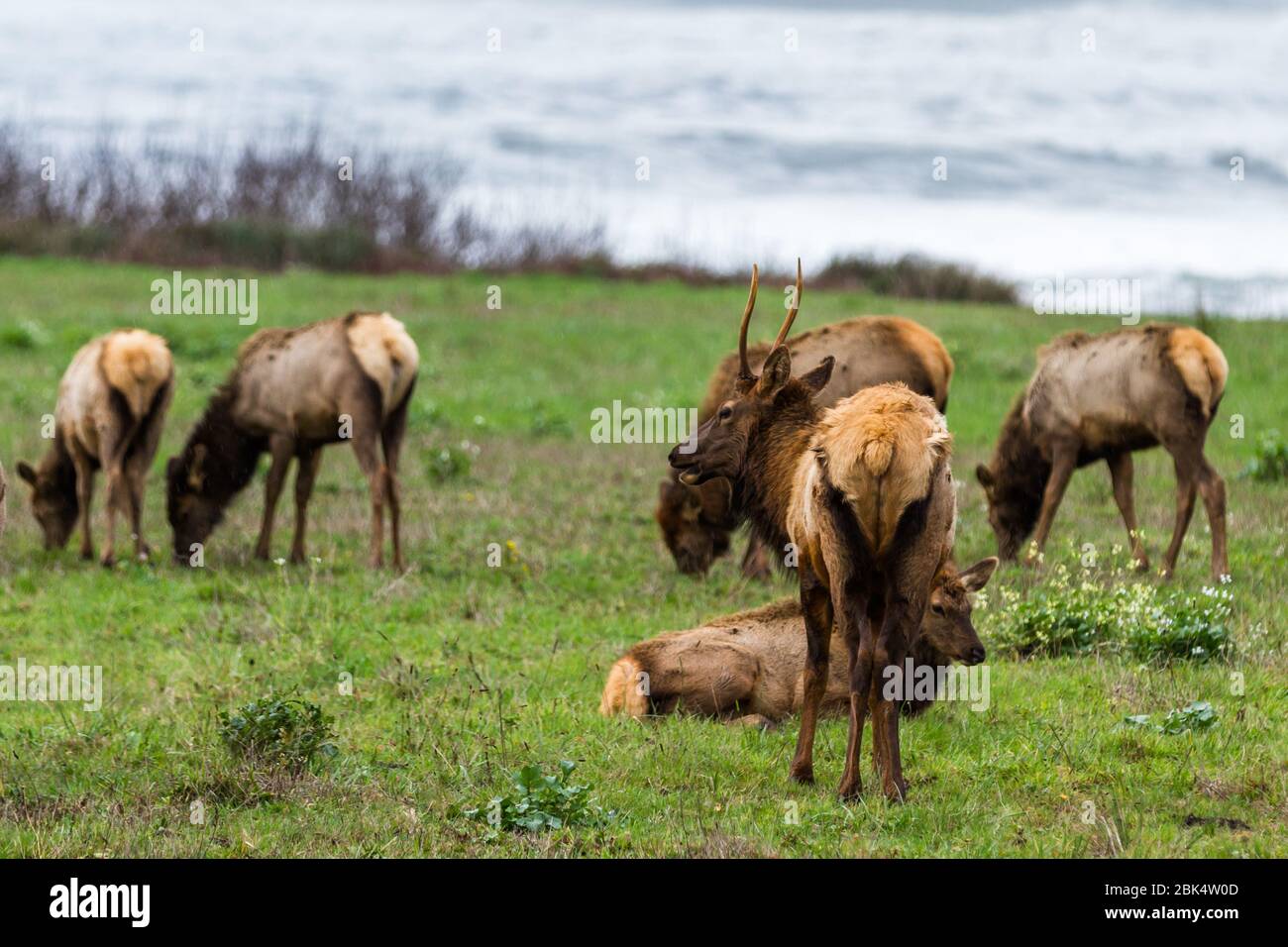 Roosevelt elk california beach hi-res stock photography and images - Alamy