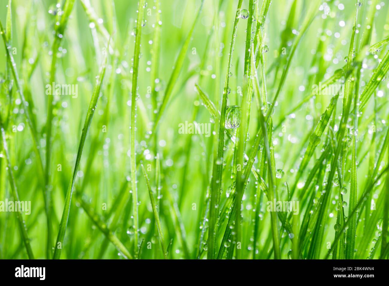 Green grass background Stock Photo - Alamy