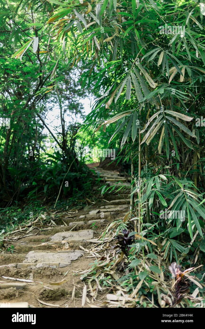 Pathway in tropical rainforest, Ubud, Bali, Indonesia Stock Photo - Alamy