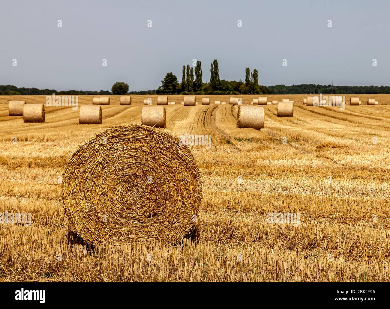 Field landscape with hay bales in summer Stock Photo - Alamy