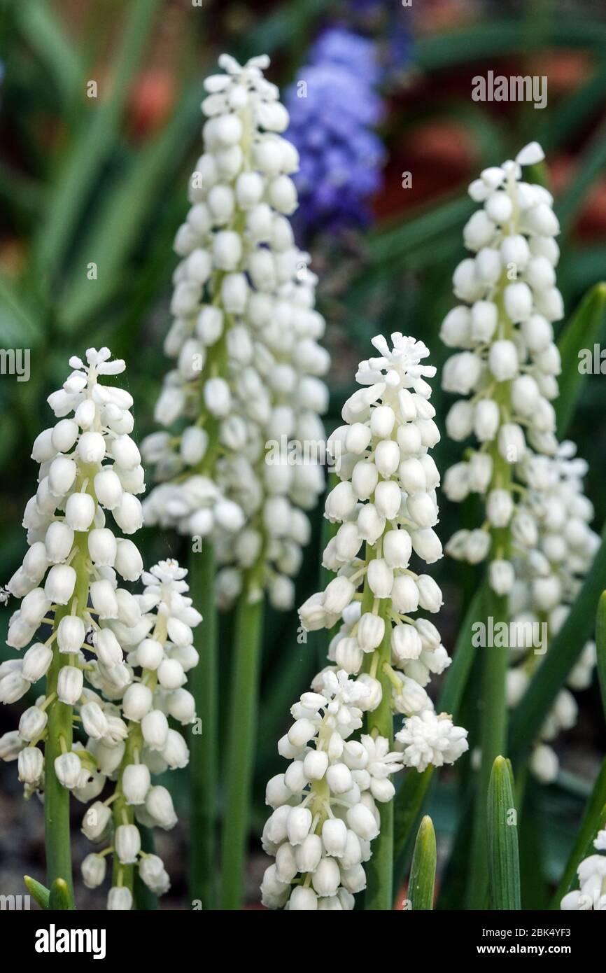 Grape Hyacinth Muscari botryoides 'Album' Stock Photo - Alamy