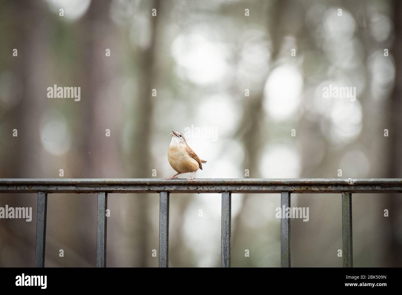 Carolina wren song bird hi-res stock photography and images - Alamy