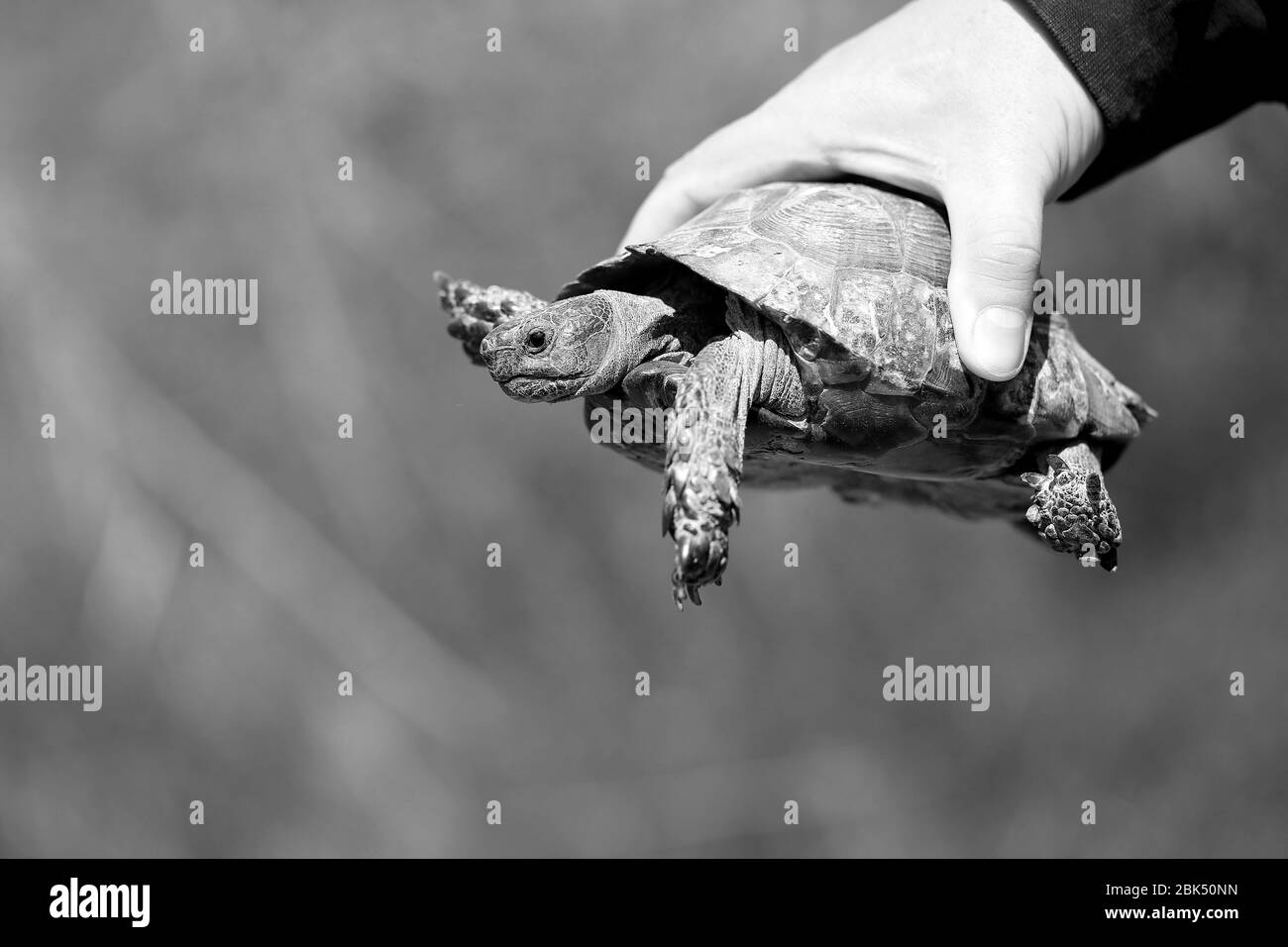Land turtle Black and White Stock Photos & Images - Alamy
