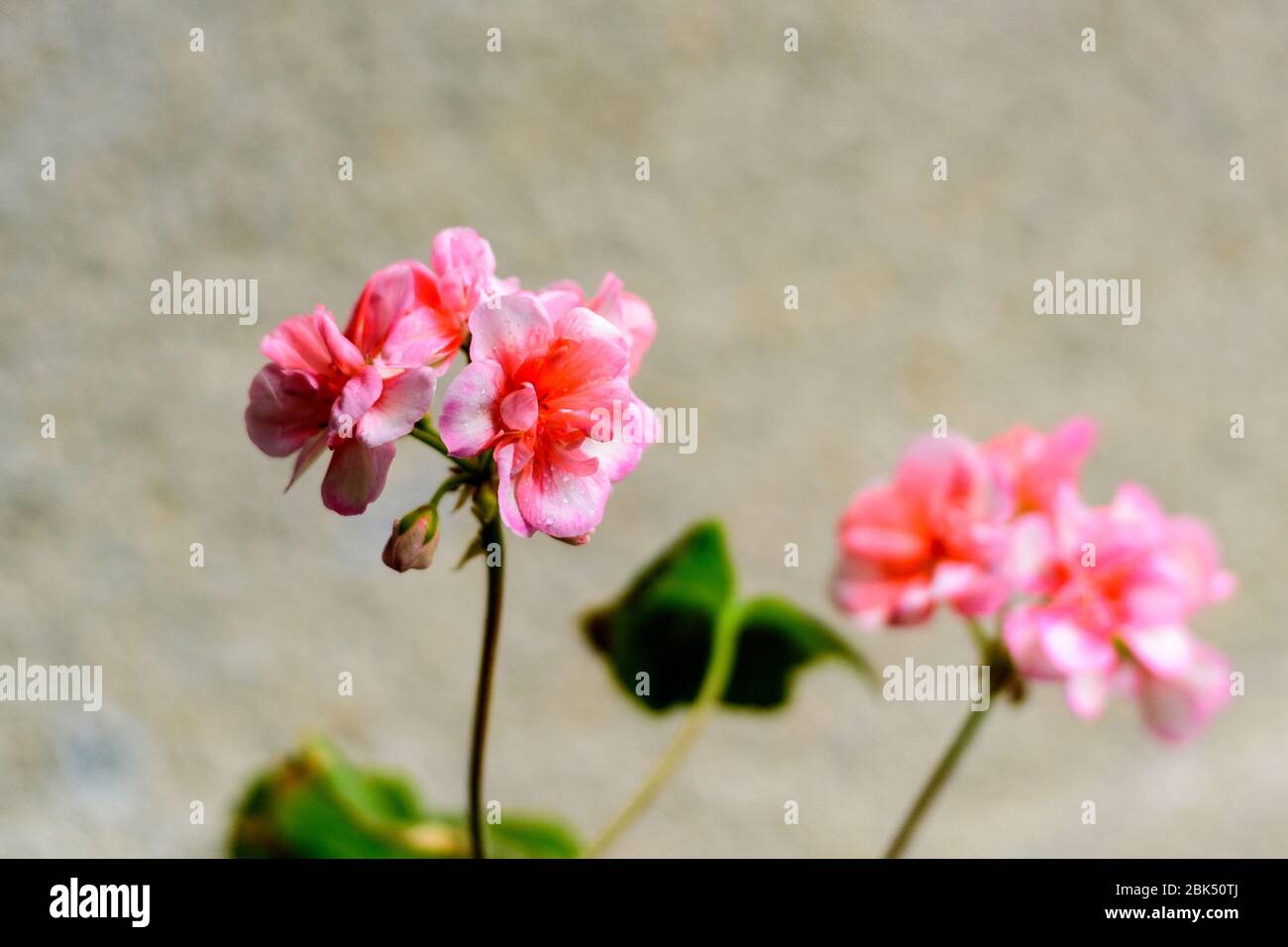 Geranium plant "Horizon Divas Ripple Mixed" with spotty pink flowers ...