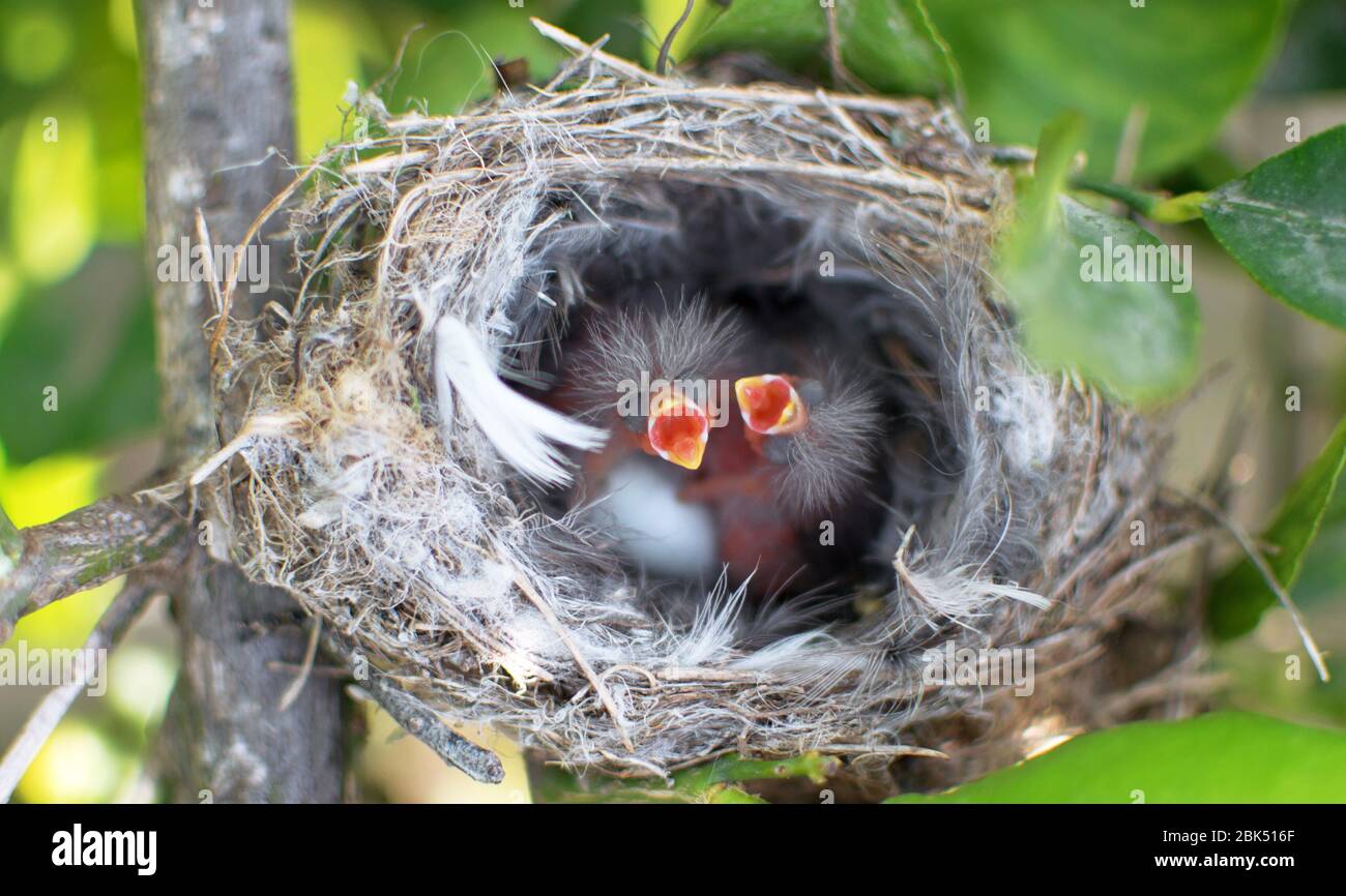 Baby bird sleeping in nest hi-res stock photography and images - Alamy