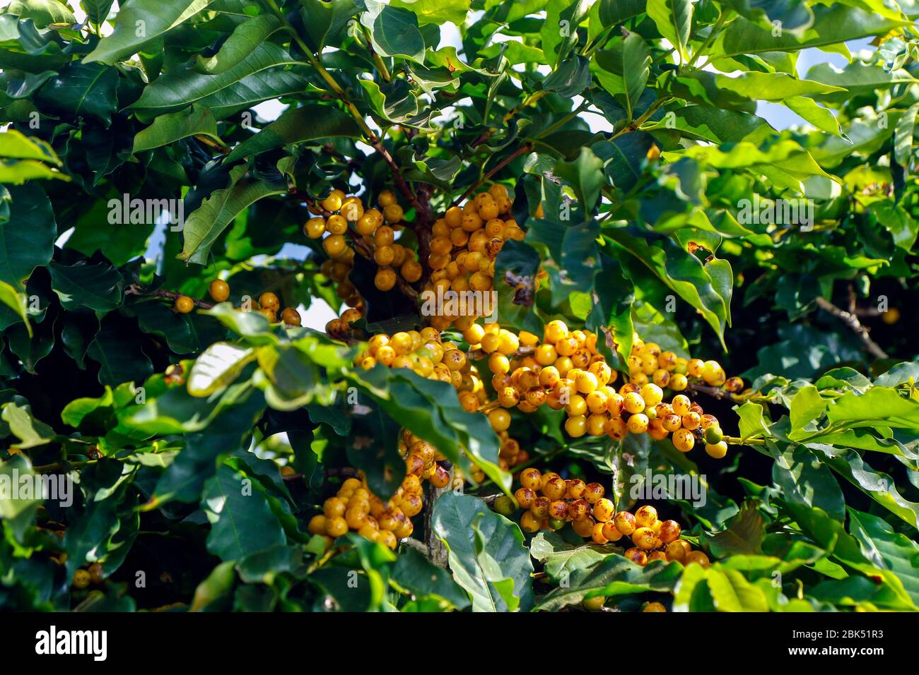 View farm with coffee plantation. Agribusiness. Coffee crop with yellow ...