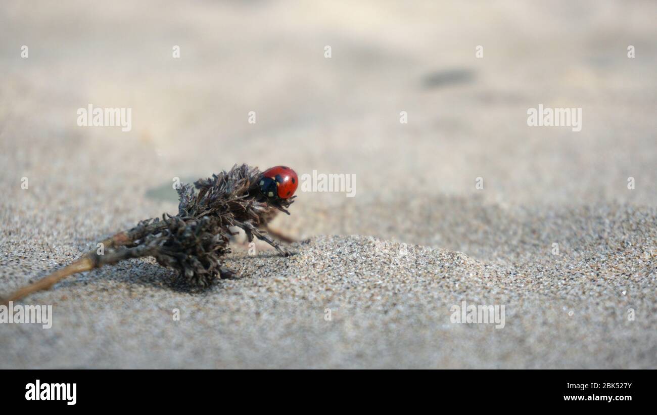 Beach insects hi-res stock photography and images - Alamy