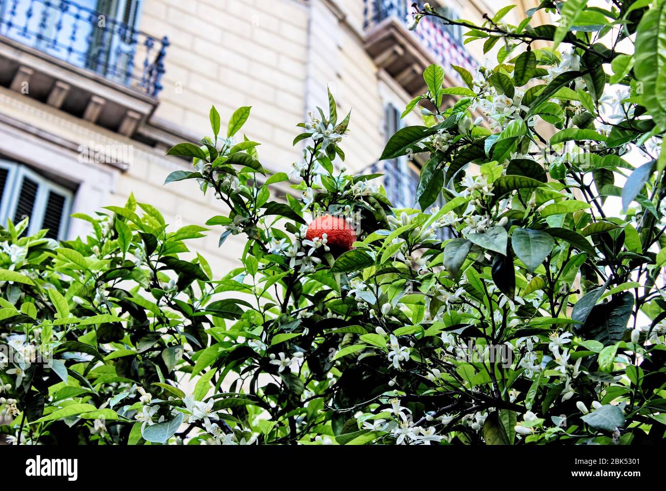 Orange tree with fruits in Barcelona, Catalonia, Spain Stock Photo - Alamy