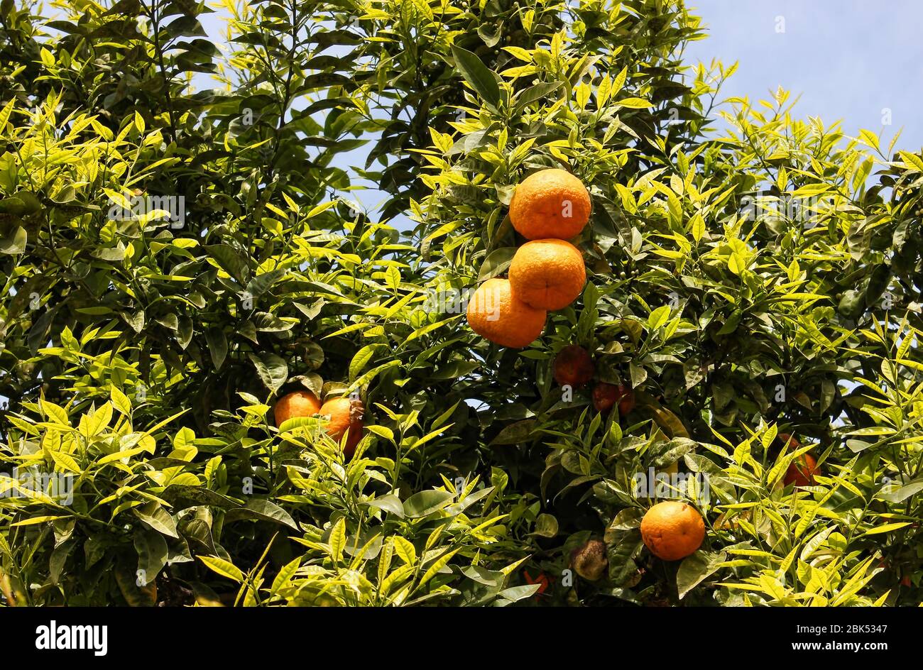 Orange tree with fruits in Barcelona, Catalonia, Spain Stock Photo - Alamy