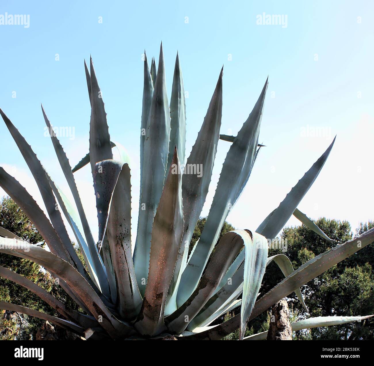 Close-up of huge Agave plant in the Park Guell of Antoni Gaudi in ...