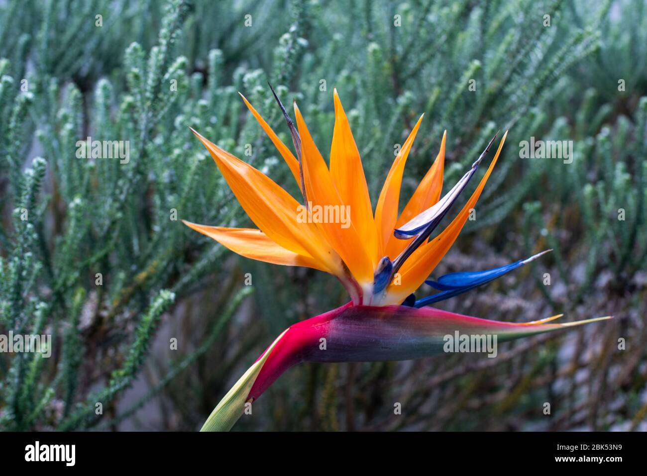 Strelitzia flower hi-res stock photography and images - Alamy