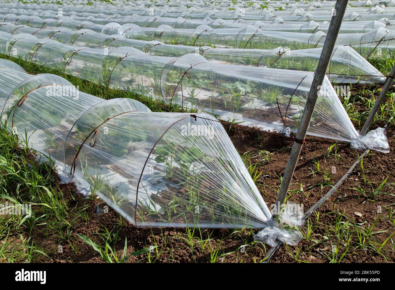 Farming farm greenhouse greenhouses hi-res stock photography and images ...