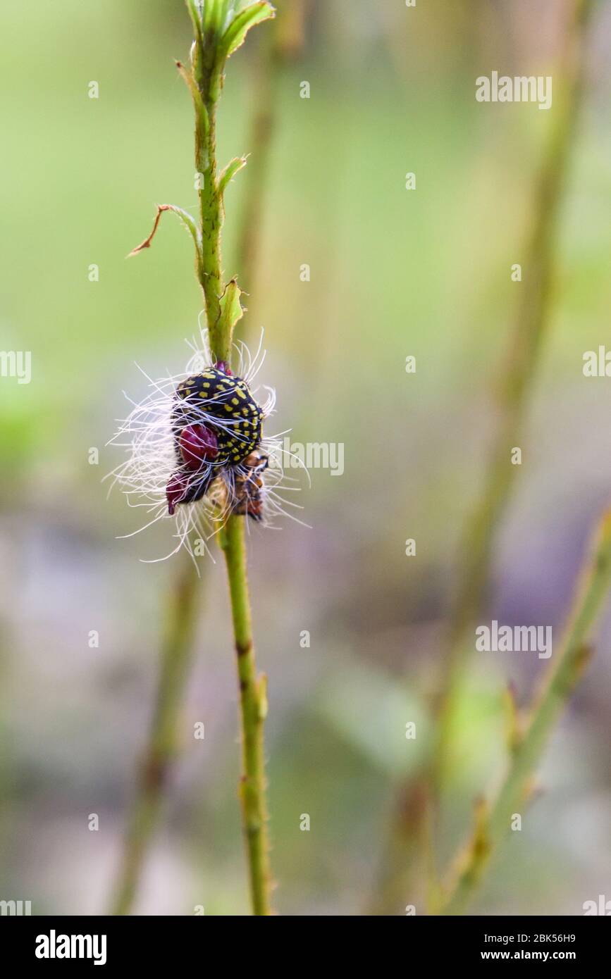 Azalea caterpillars feeding on leaves of azalea bush. Non-venomous worm ...