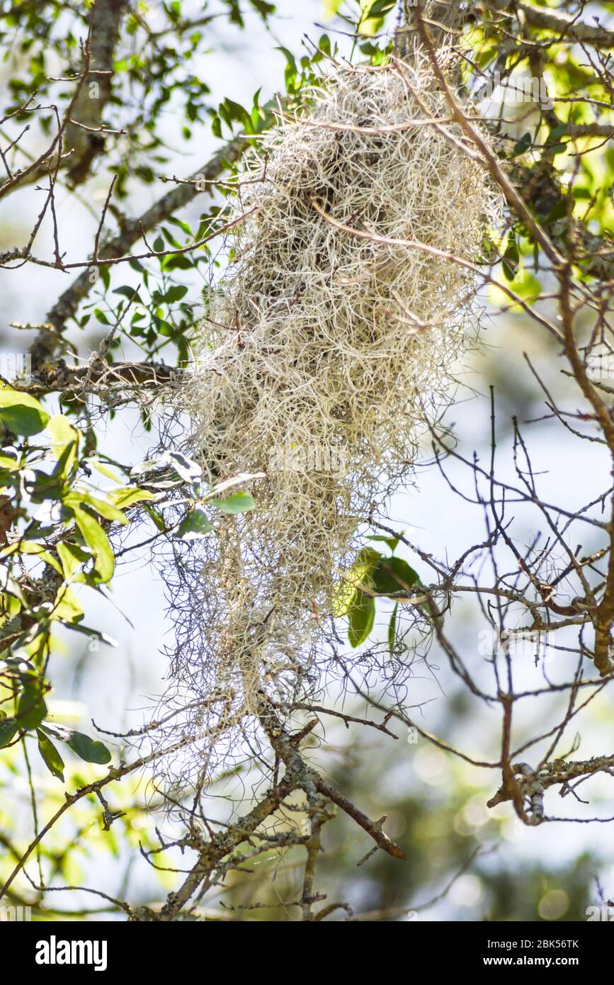 Spanish moss hanging in a live oak tree in southeast Georgia Stock ...