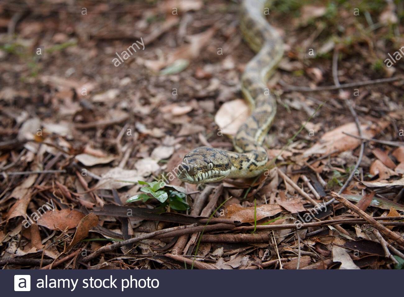 Carpet Python Australia High Resolution Stock Photography and Images ...