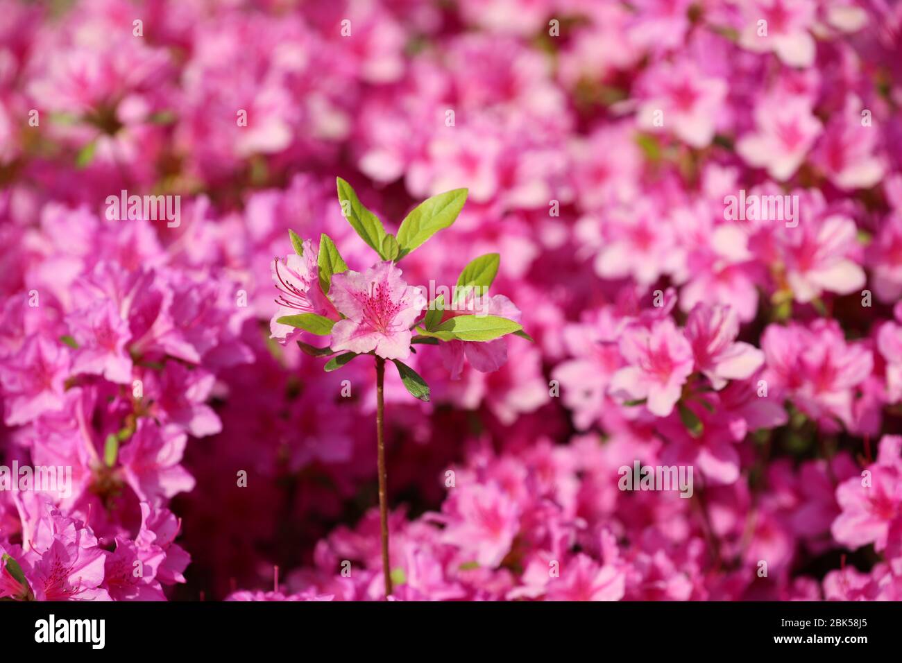 Royal azalea hi-res stock photography and images - Alamy