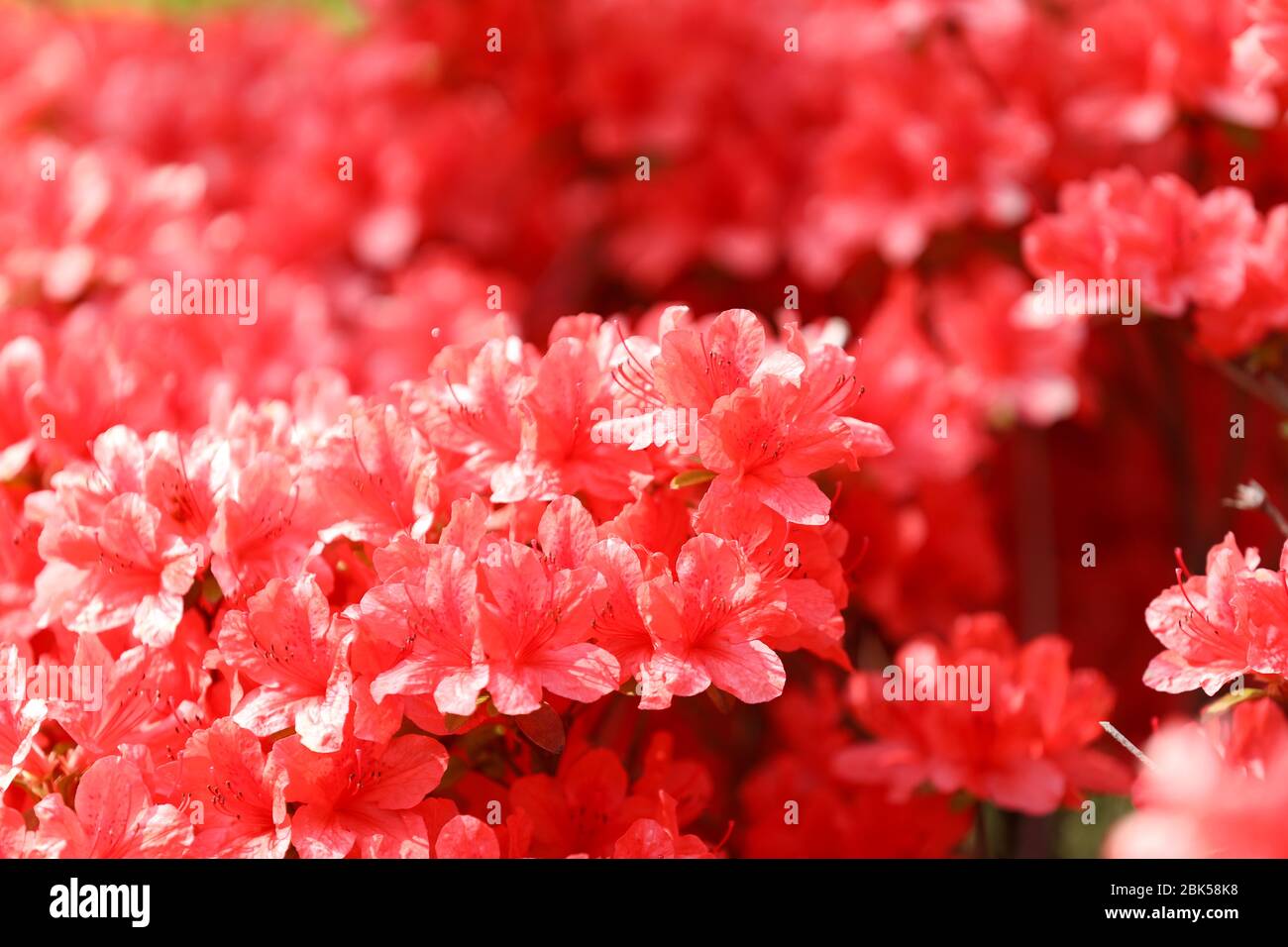 Royal azalea hi-res stock photography and images - Alamy