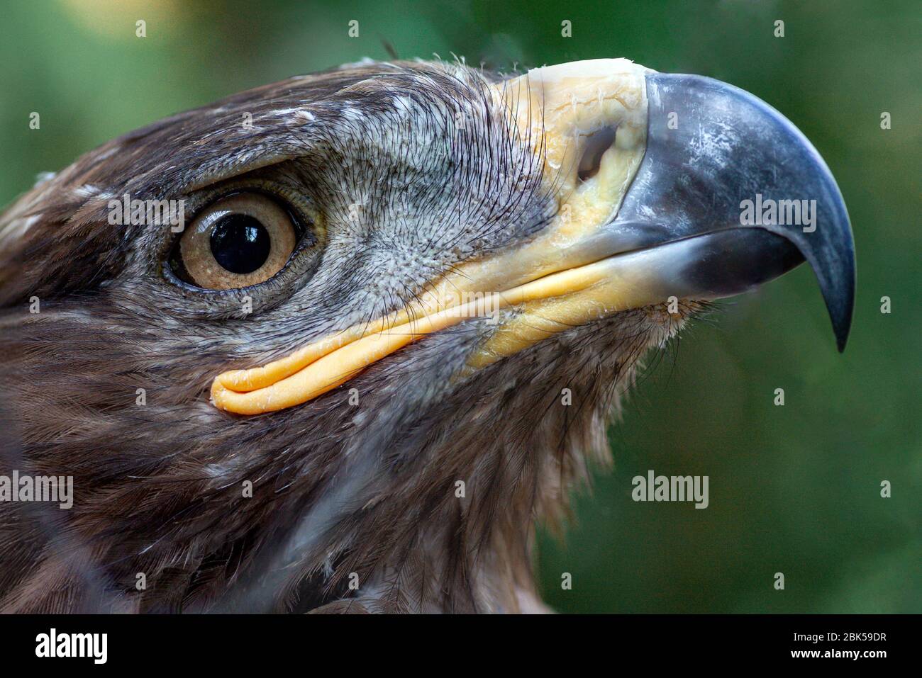 Eagle Beak Bird Predator