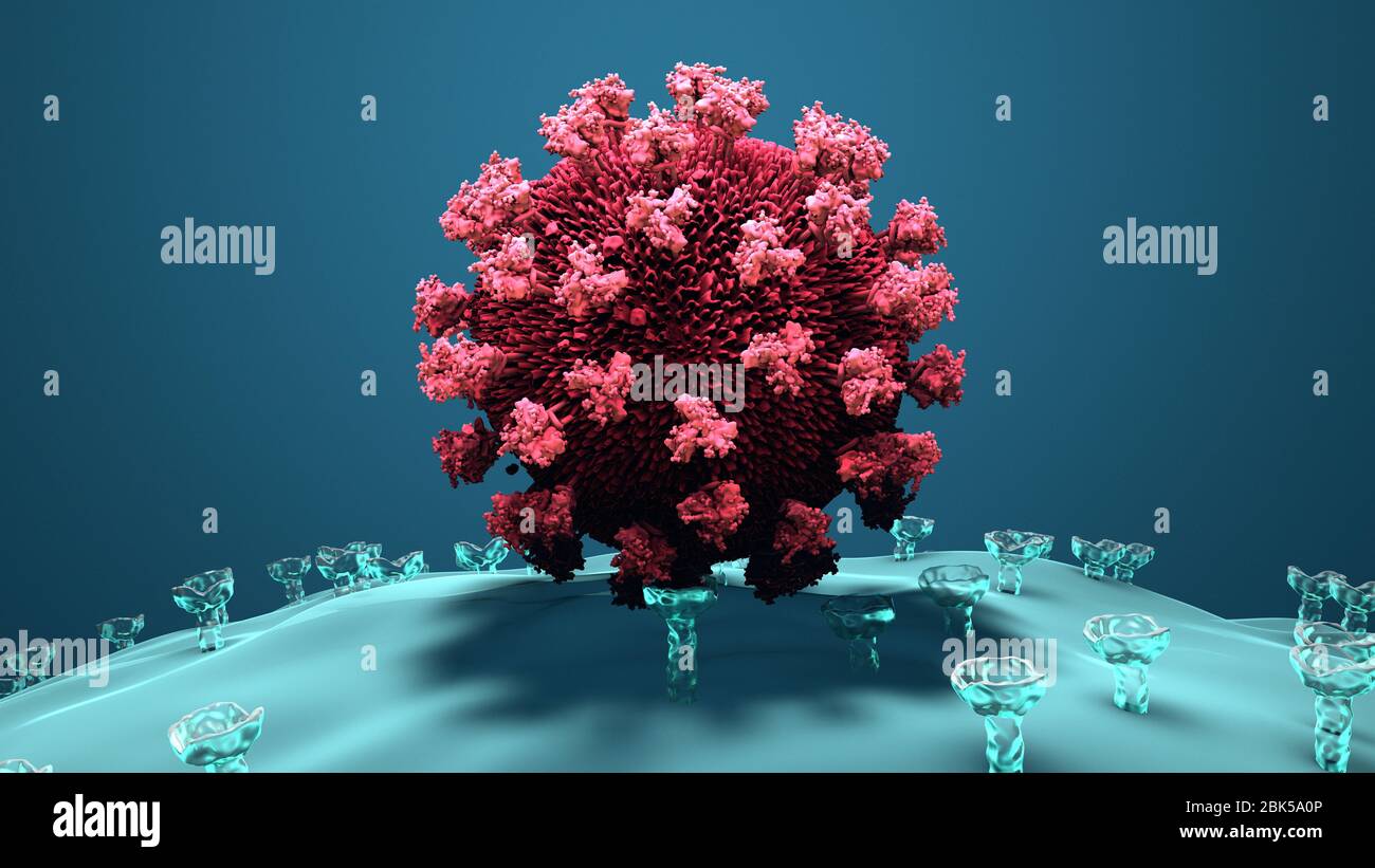 Illustration of a SARS-CoV-2 coronavirus particle infecting a human ...