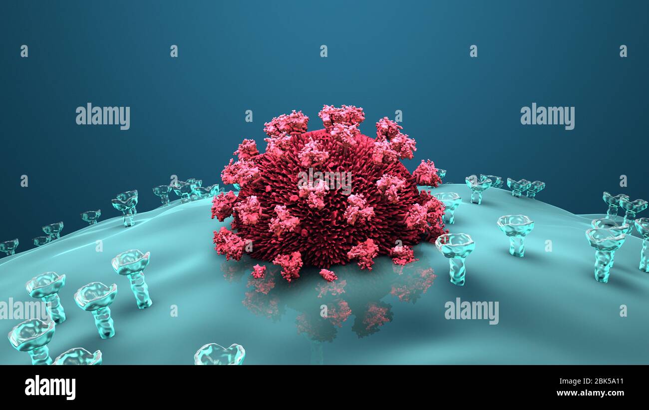Illustration of a SARS-CoV-2 coronavirus particle infecting a human ...