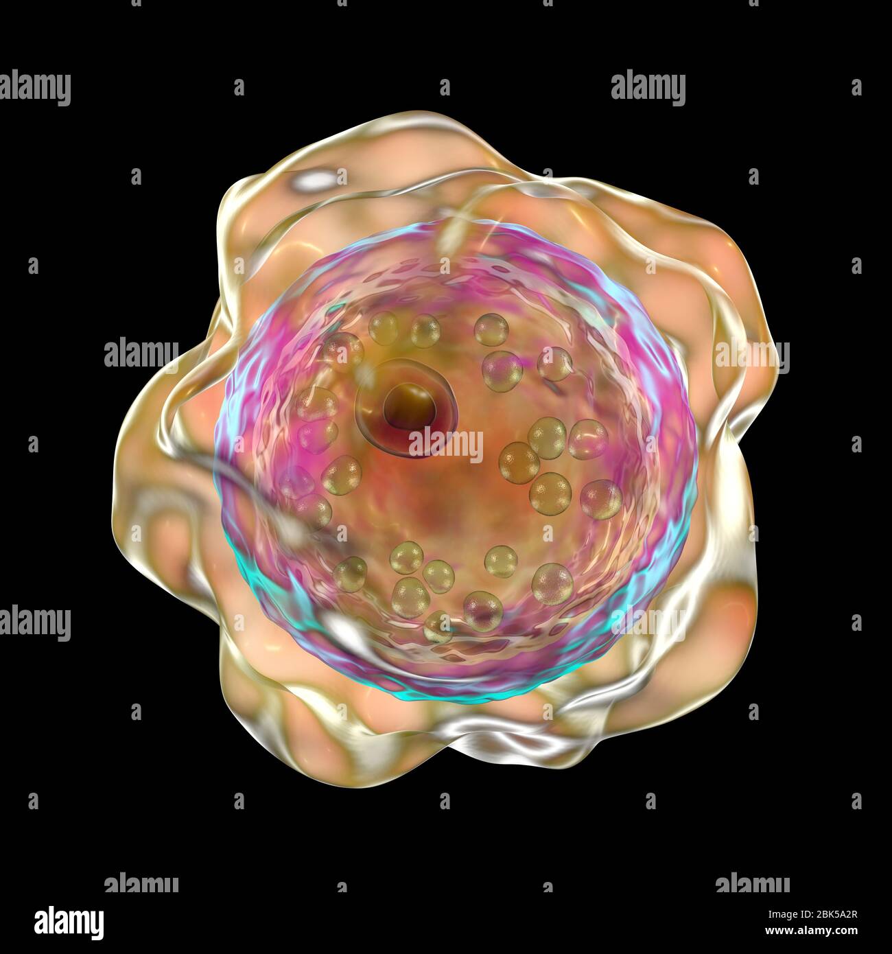 Cyst of balamuthia amoeba hi-res stock photography and images - Alamy